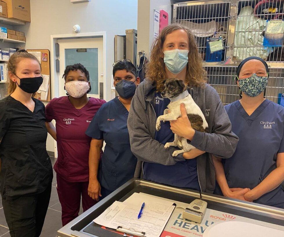 Best Veterinary Hospital In Washington, DC 20009 | CityPaws Animal ...